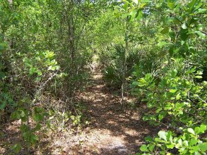 What is a Game Trail? - trail camera Guide