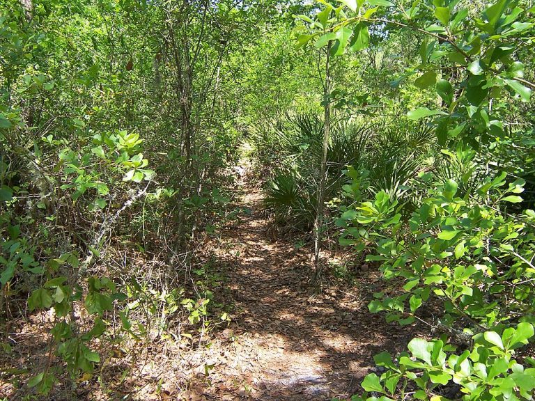 What is a Game Trail? - trail camera Guide